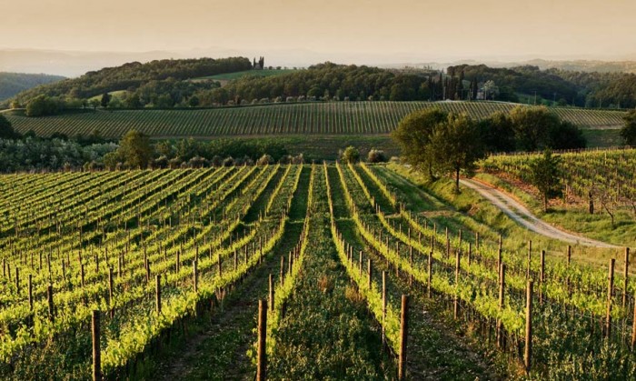 Chianti Classico, Sangiovese - Vino Felsina